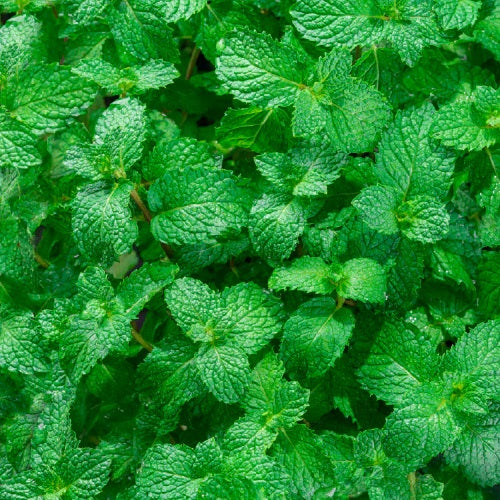 RELX-MagicGo-Max-Vape-Pod-Mint-Green-Illustration_1200x1200.jpg?v ...